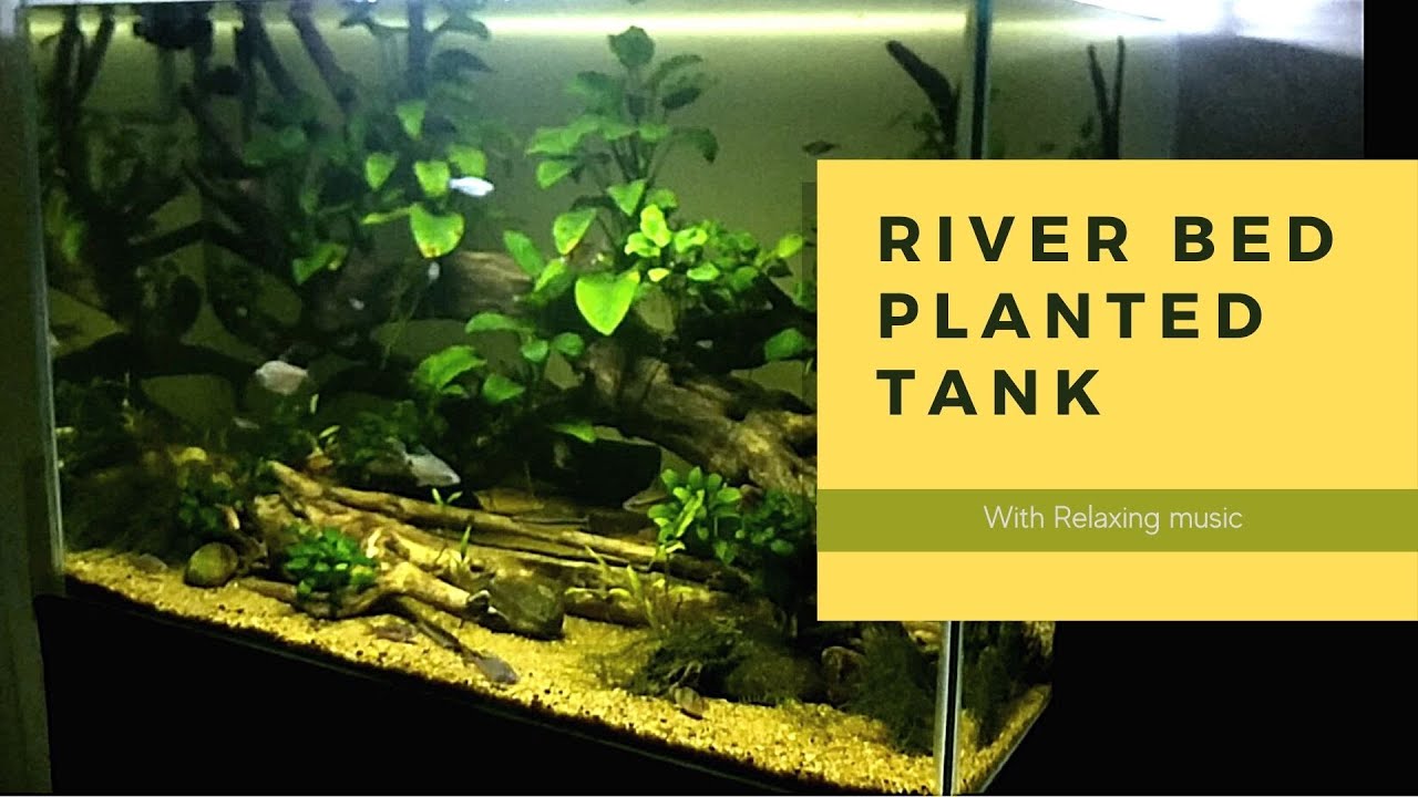 River bed planted tank setup ( Sri Lanka ) - YouTube