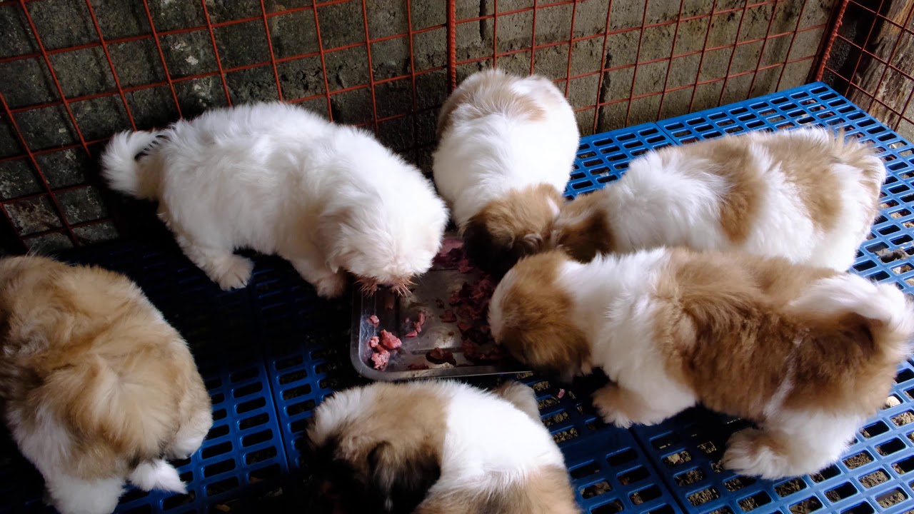 Shih Tzu Puppies Eating Raw Food 1 month and 25 days - YouTube