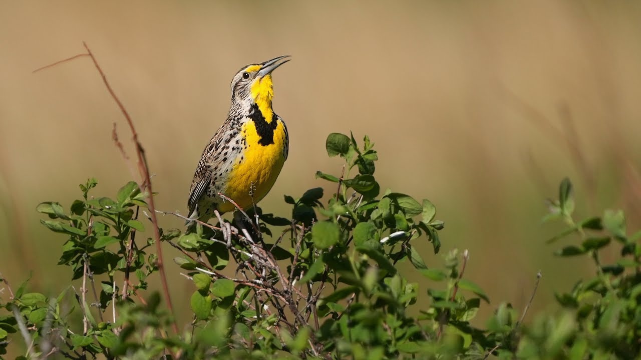 Western Meadowlark singing on territory - YouTube