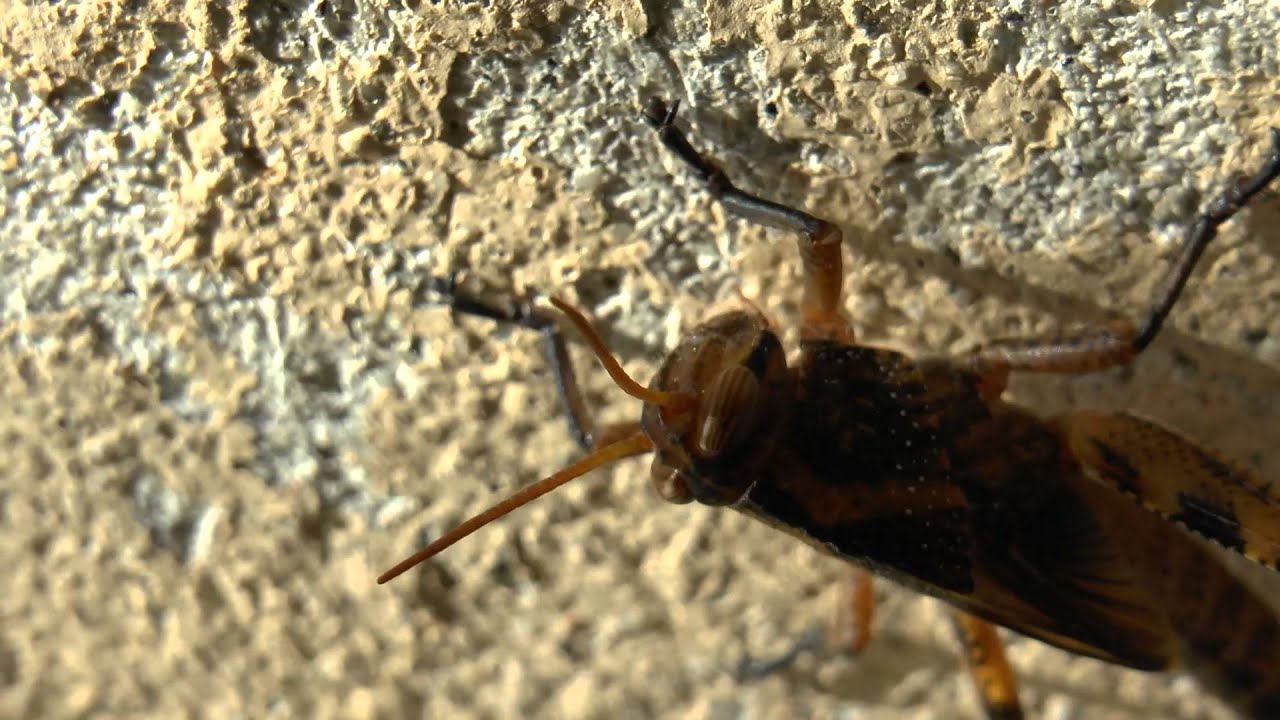 First Steps of the Locust (with kids' commentaries) - YouTube