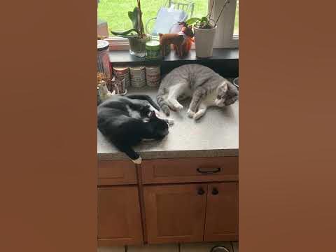 Catnip changes lives #cat #cute #kitty #cutecat #cutekitty - YouTube