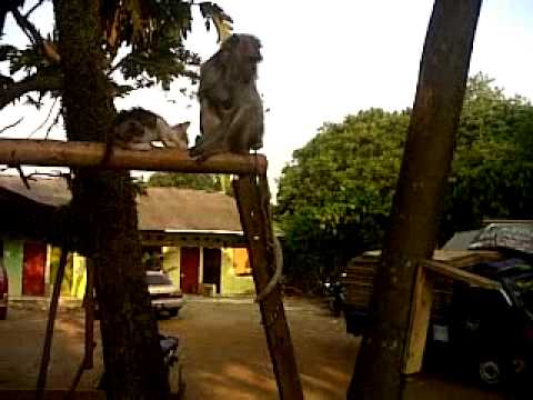 Monyet menyusui kucing