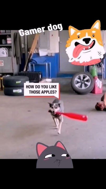 gamer dog - YouTube