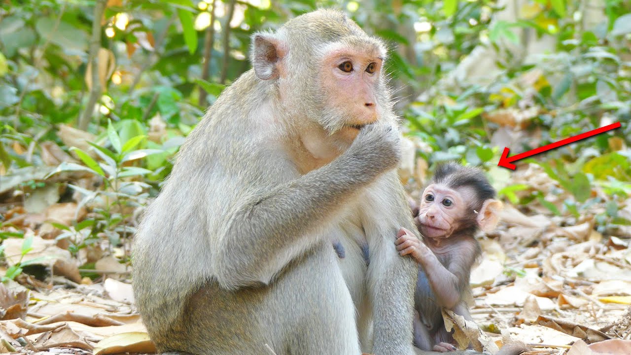 Life of monkey - so cute baby monkey 4K HDR video - YouTube