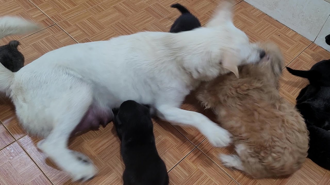 Angry Mother Dog Attacking Small Dog - YouTube