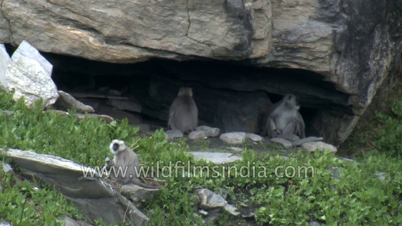 Langur monkeys hide in a mountain cave in Uttarakhand Himalaya - YouTube