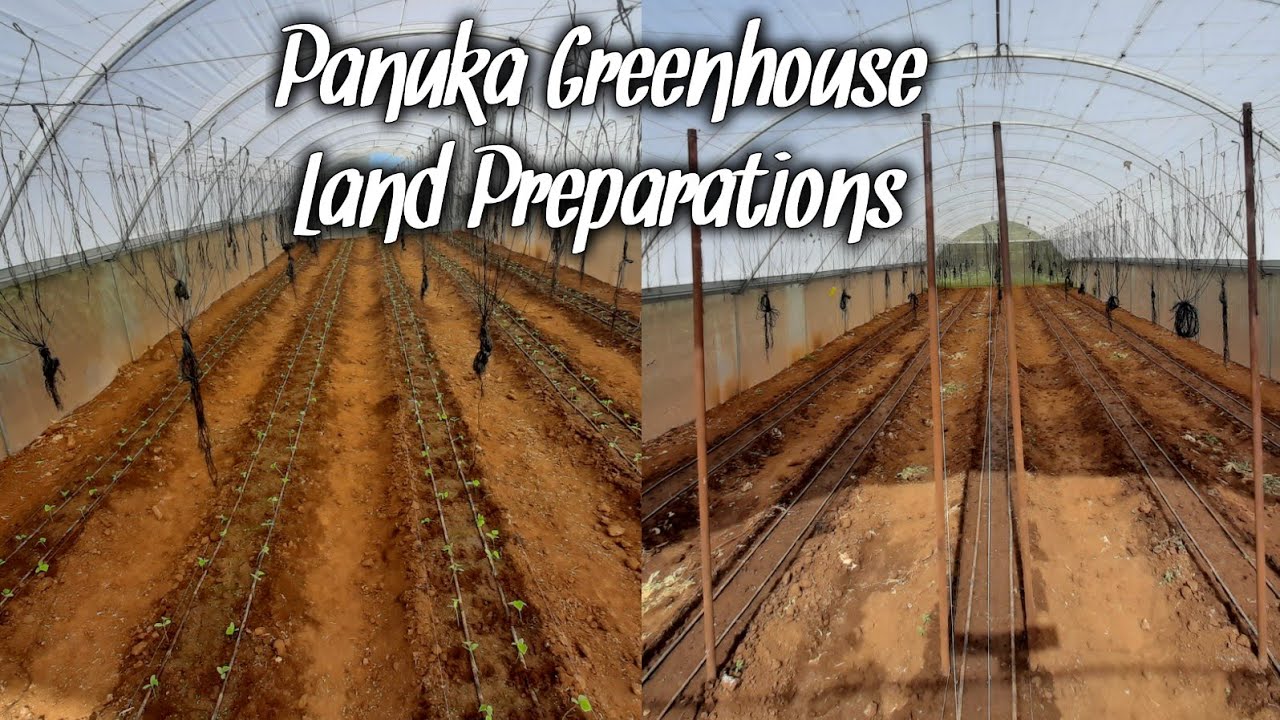 Panuka Greenhouse Land Preparations : Focus on soil fertility - YouTube