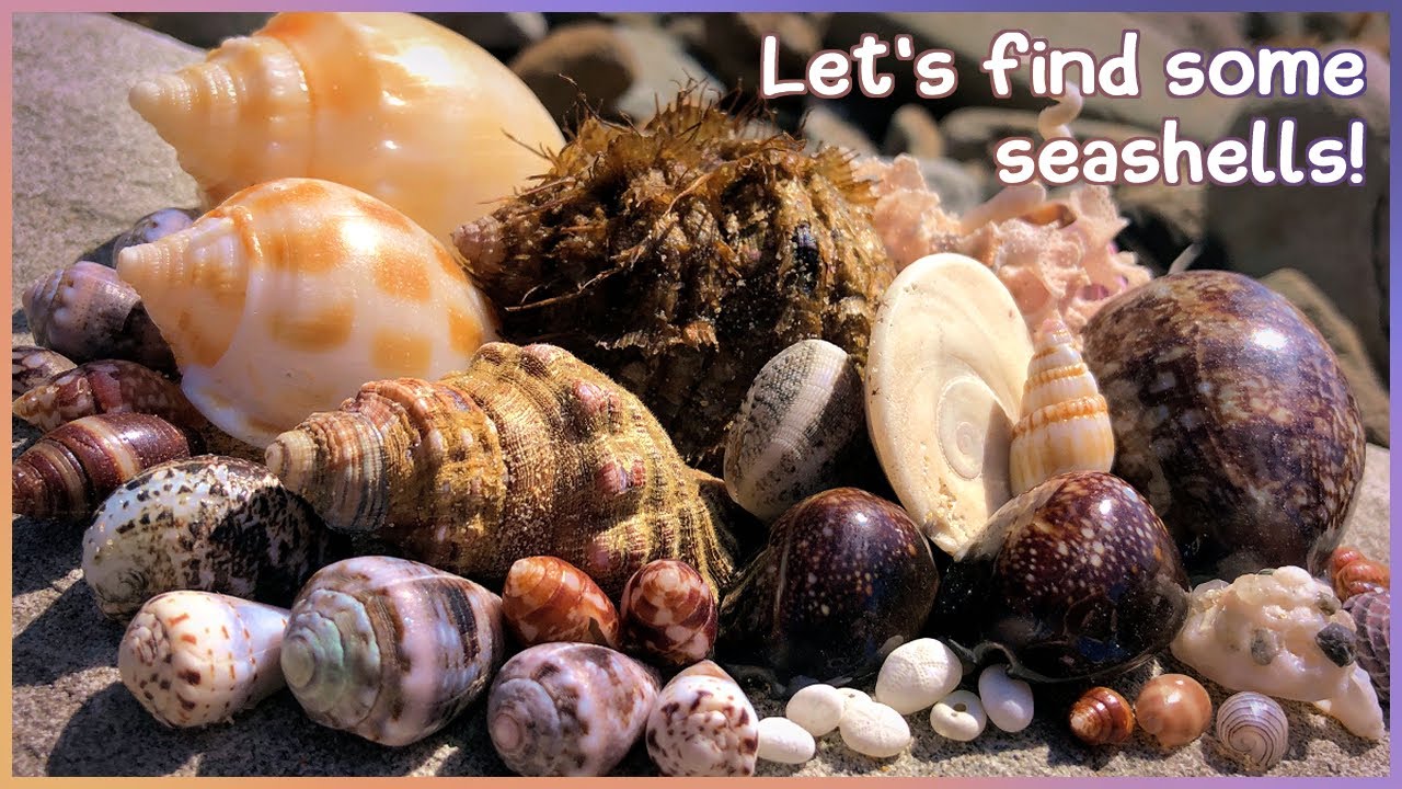 Finding Seashells at Low Tide | Sea Creatures & Shells [Virtual ...