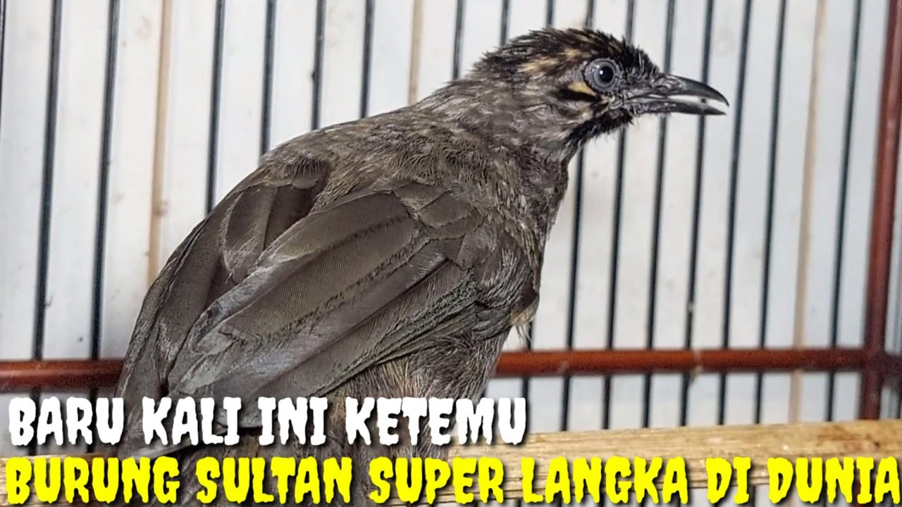 PROMO XTREM UNTUK BLOROK EKSTREM ! BURUNG SULTAN SUPER LANGKA. PART 2 ...
