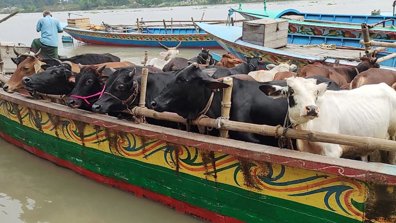 cow unloading | cow videos | caw | cow ki video | big cow farm | cow ...