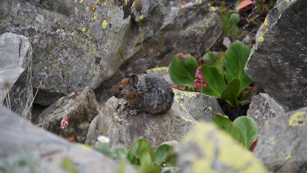 Himalayan Royle pika - Lahaul valley - Himachal Pradesh - YouTube