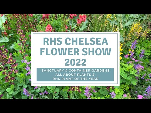 RHS Chelsea Flower Show 2022 Sanctuary & Container Gardens, All About Plants, RHS Plant Of The Year
