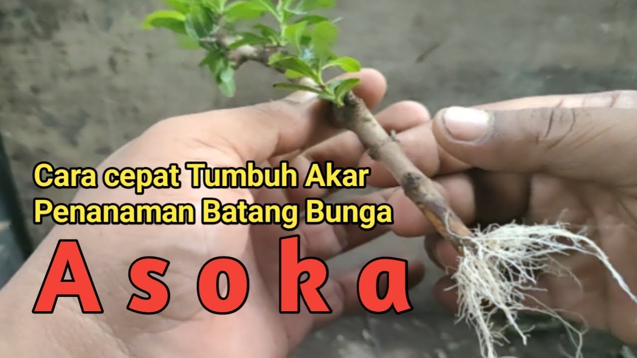 Cara Stek Batang Bunga Asoka, Cepat Tumbuh Akar - YouTube
