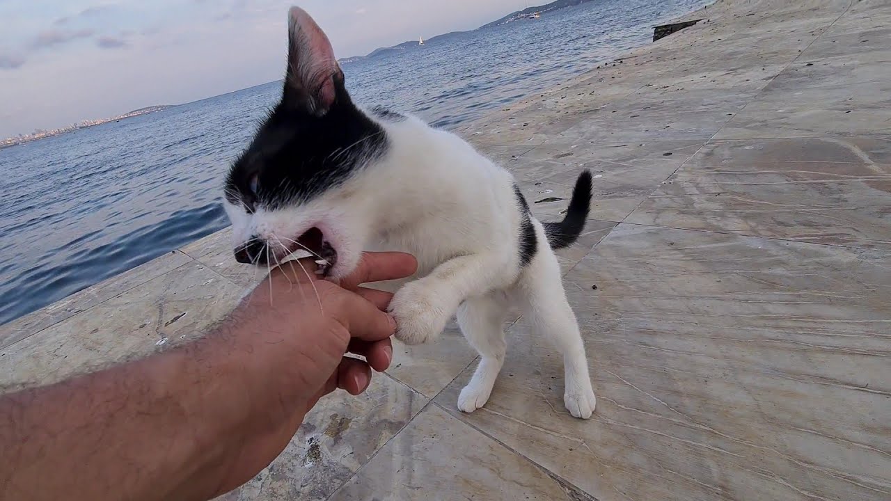 Angry cat does not like to be touched, bites your hand when you touch ...