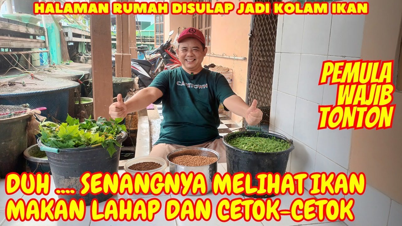 MEMBERI MAKAN IKAN NILA DENGAN PELET, DAUN PEPAYA JEPANG DAN AZOLLA ...
