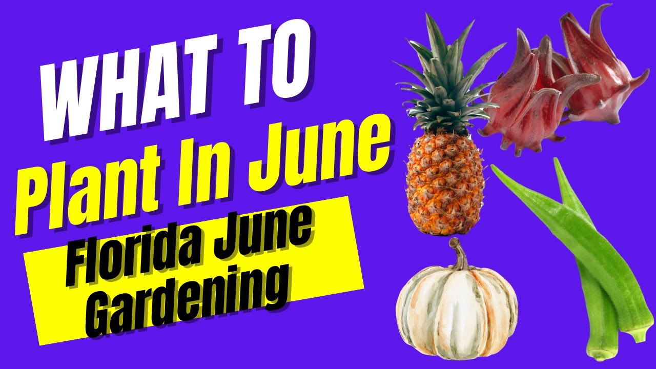 What To Plant In June | Florida June Gardening - YouTube