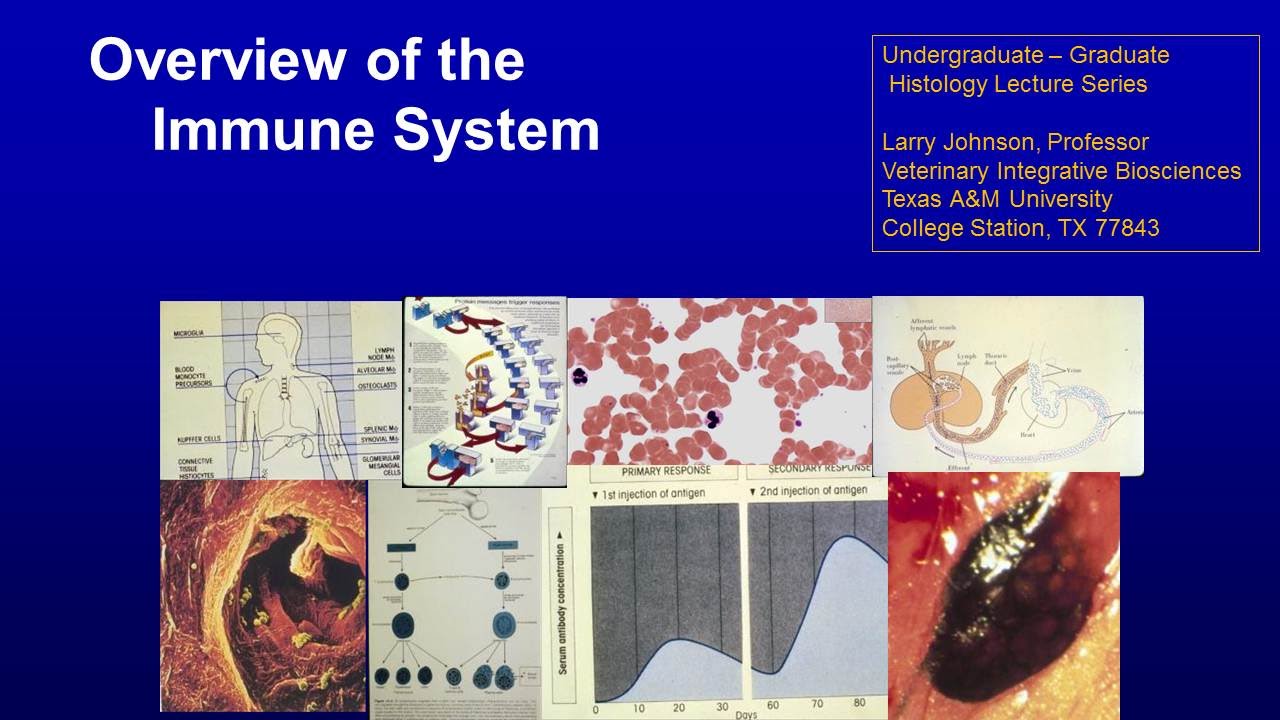 16. Overview of the Immune System Lecture - YouTube