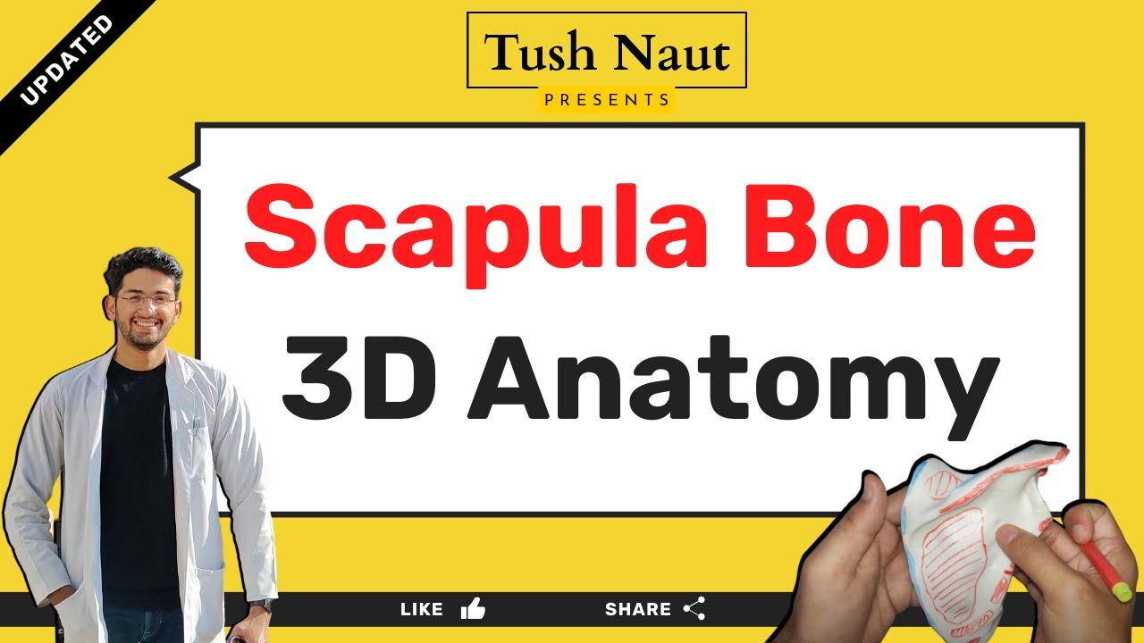 Scapula anatomy - 3D - Easy handwritten notes - YouTube