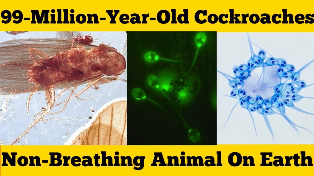 Oldest Dinosaur-Aged Cockroach Pair | பூமியில் ஆக்சிஜனின்றி உயிர்வாழும் ...