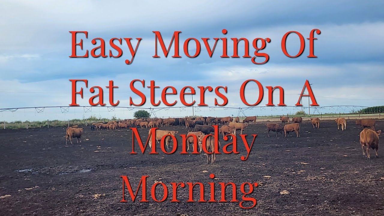 Easy moving of fat steers on a Monday morning - YouTube