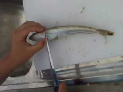 How to - Skin/Fillet flathead - YouTube