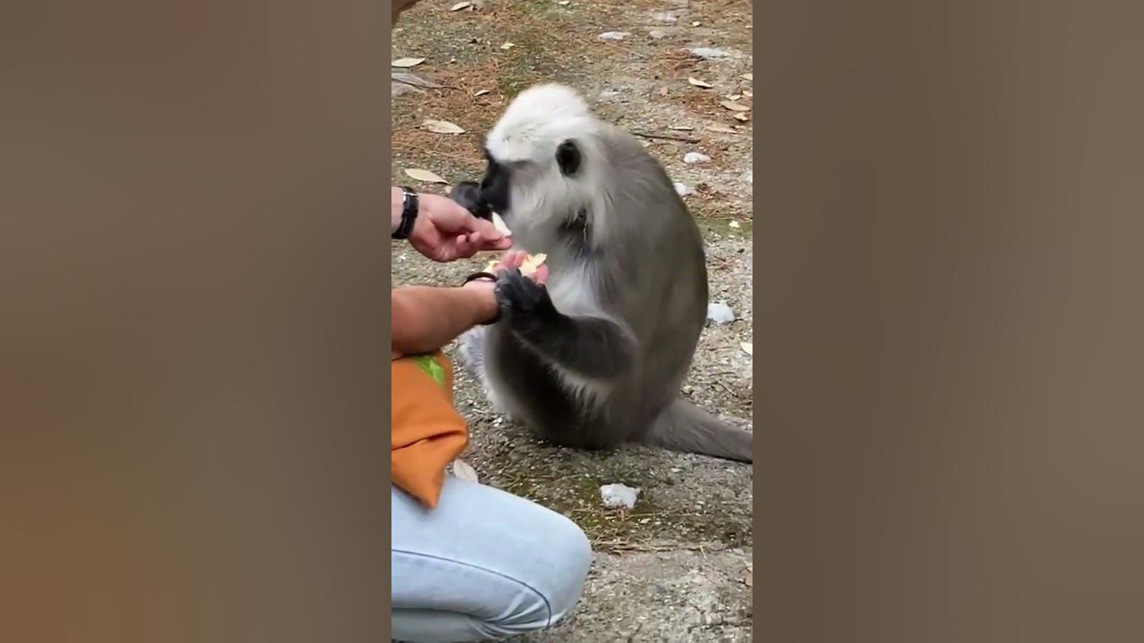 Wild langur monkey eat dinner from my 2 hands - YouTube
