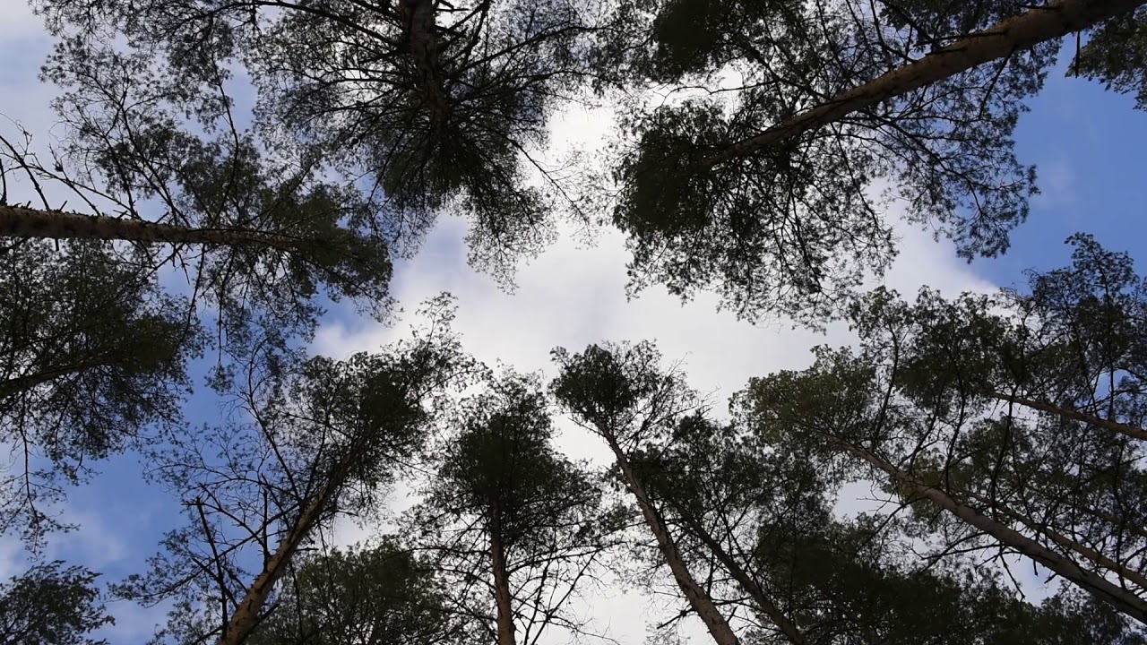 Wind blowing in treetops 1 Hour - Relaxation, focus, sleep, stress ...