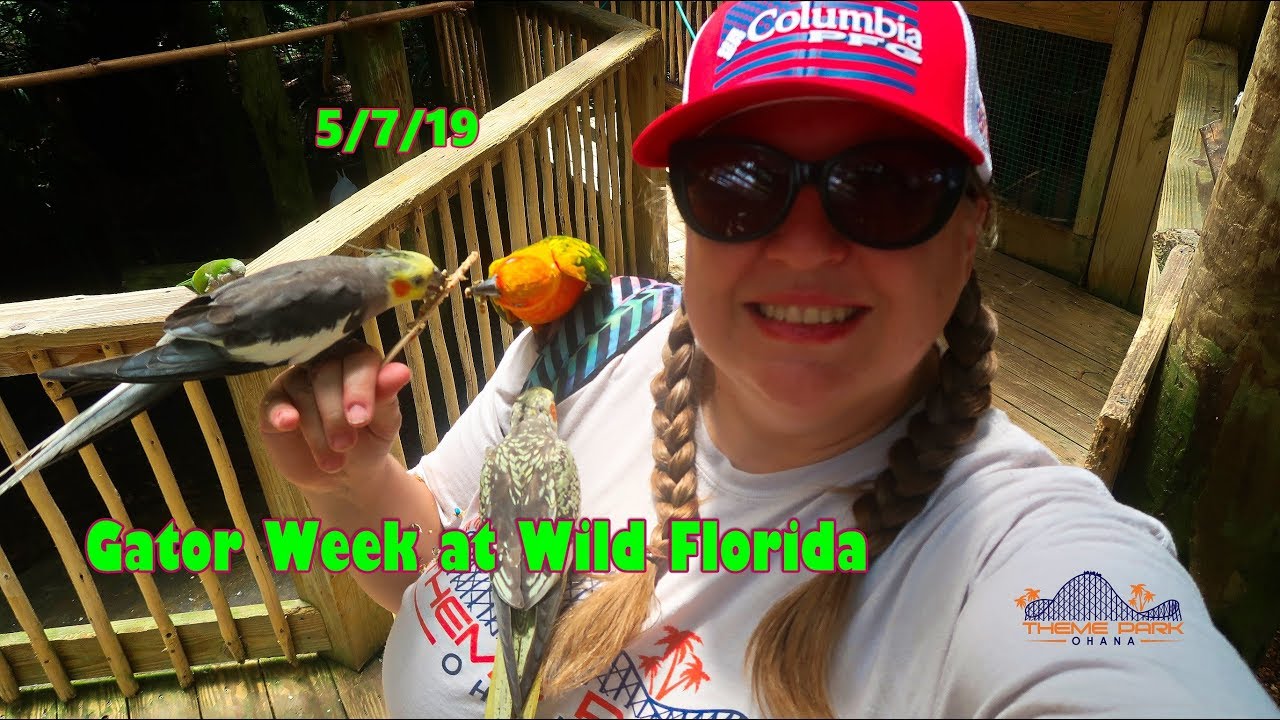 Gator Week Begins at Wild Florida - There's New Babies!!!! - YouTube