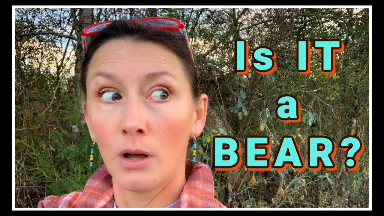 Is IT a BEAR? - YouTube