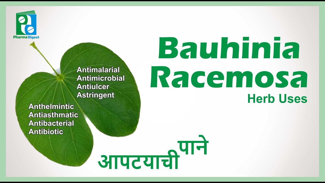 Bauhinia Racemosa Herb Uses I Apata Tree I Healthy Dussehra - YouTube