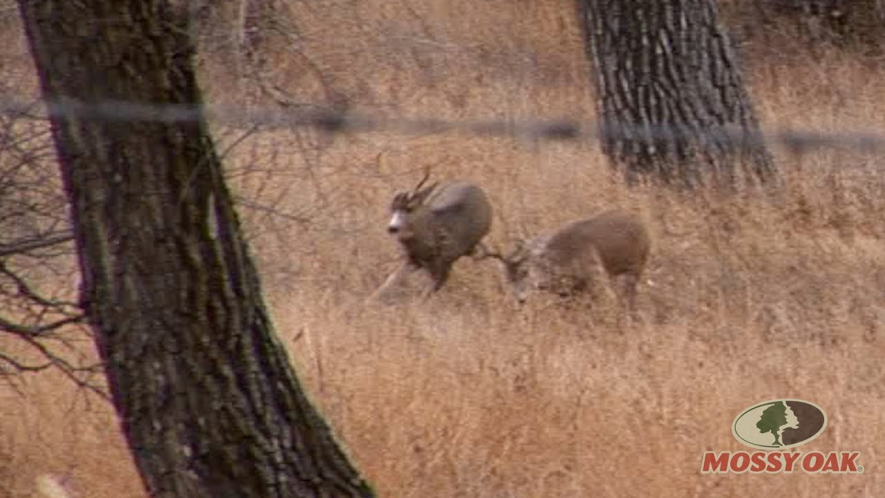 Whitetail vs Mule Deer Fight - Mossy Oak - YouTube