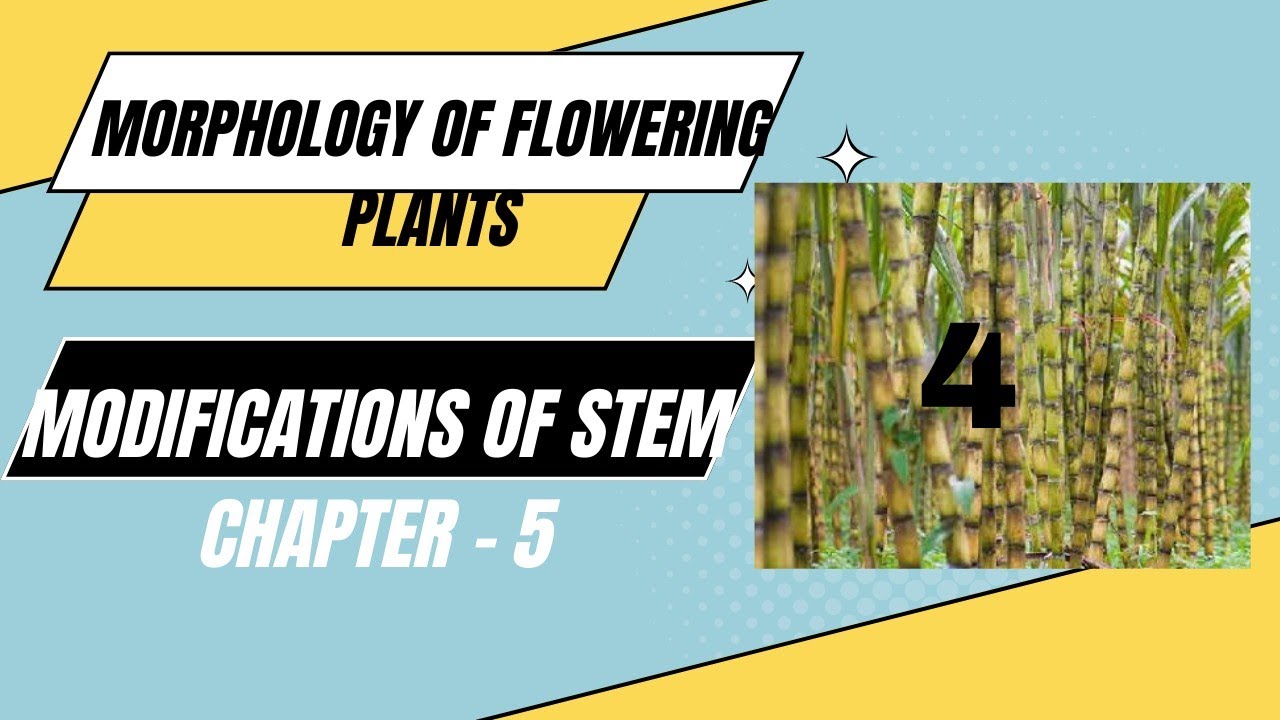 Class 11 Chapter 5: Morphology of flowering plants: Modifications of ...