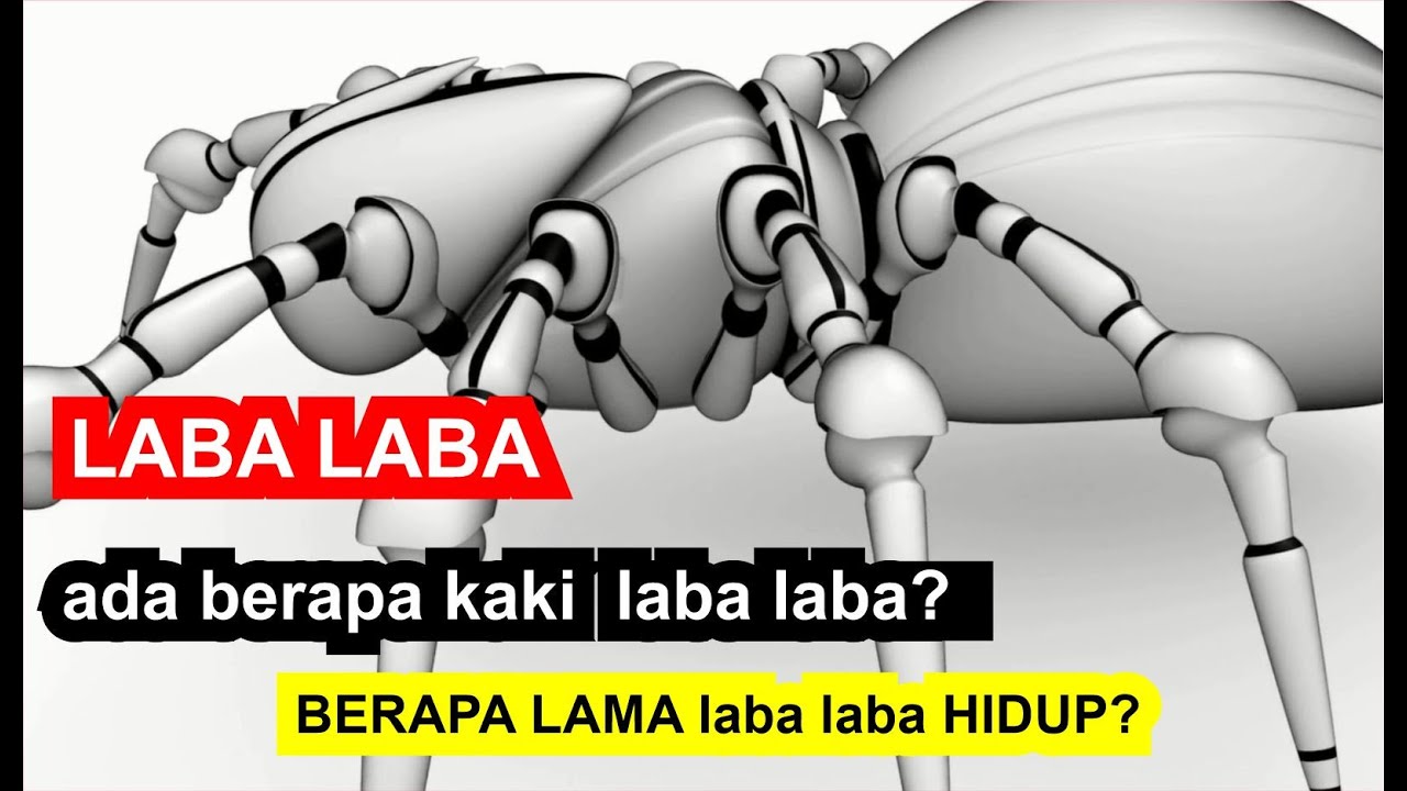 laba laba - YouTube