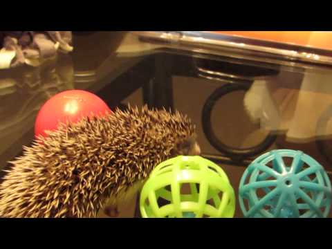 Princess Puck plays with balls