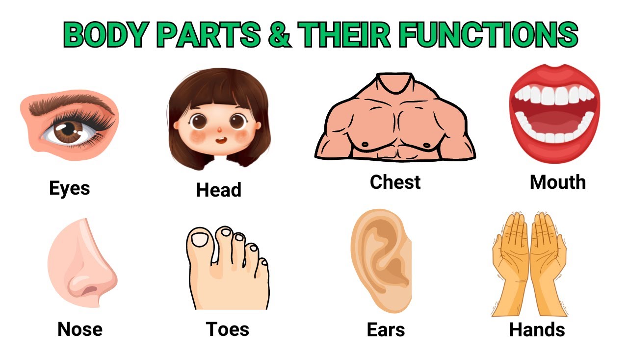 Body Parts & Their Functions/Học tên các bộ phận cơ thể và chức năng ...