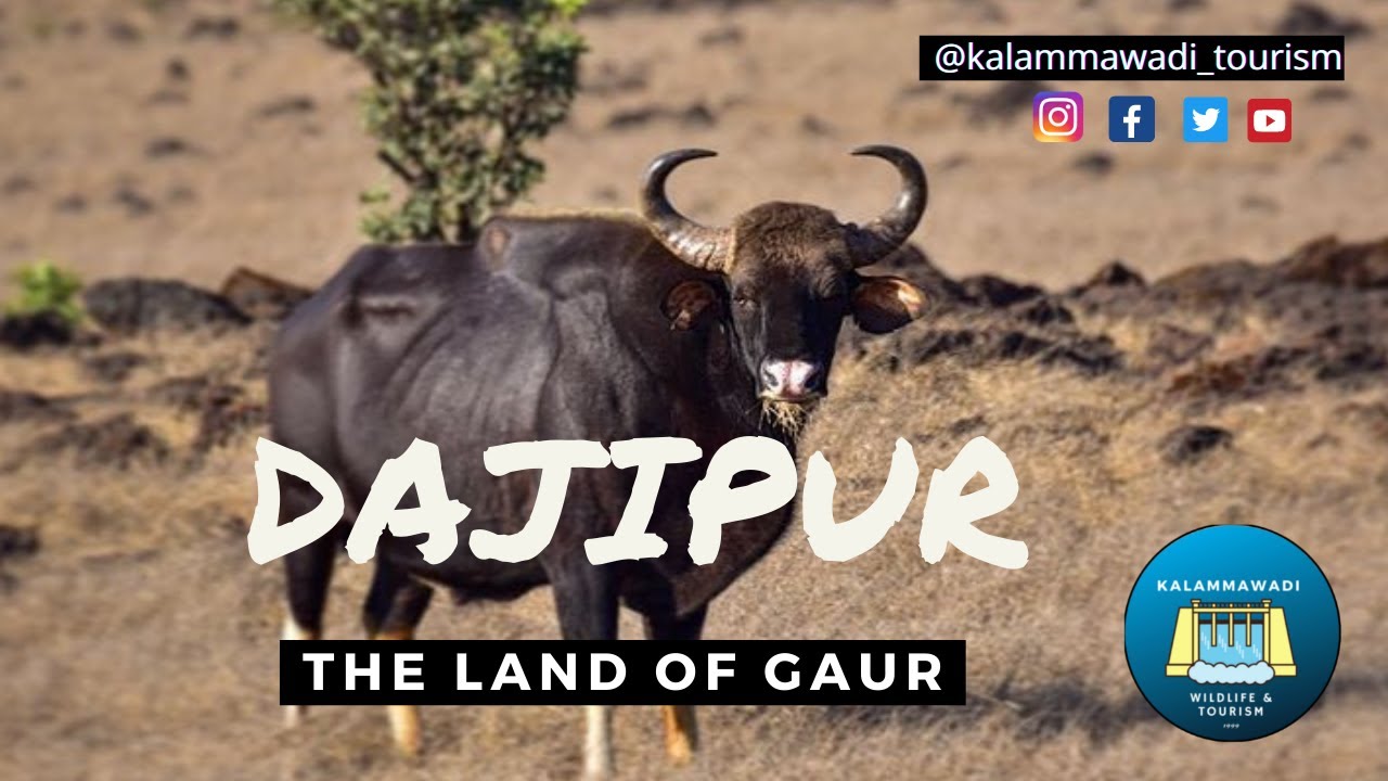 Dajipur – The Land of Gaur | Radhanagari Wildlife and Sanctuary ...