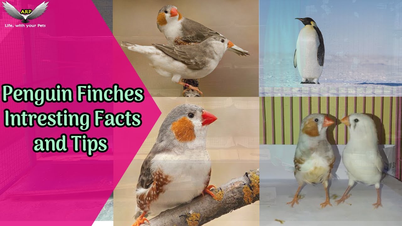 Penguin Finches Interesting Facts and Tips | தமிழில் - YouTube