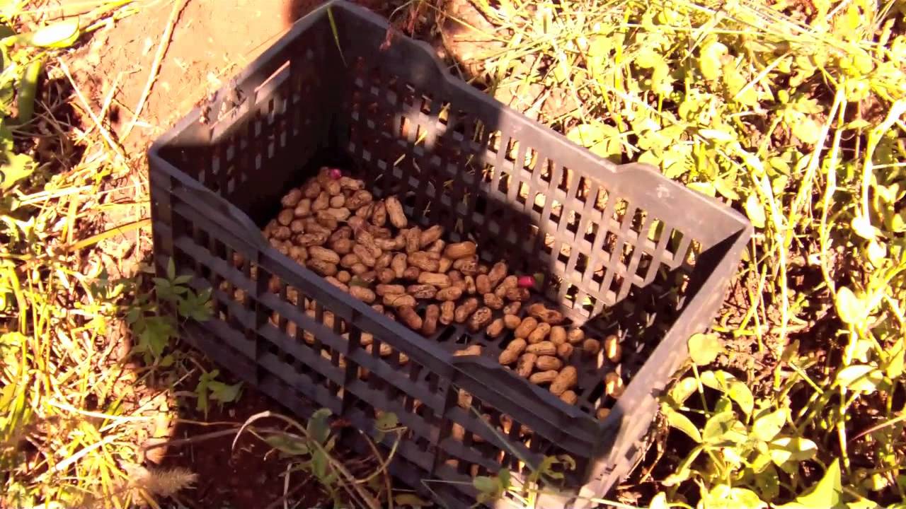 Cosecha de maní - YouTube