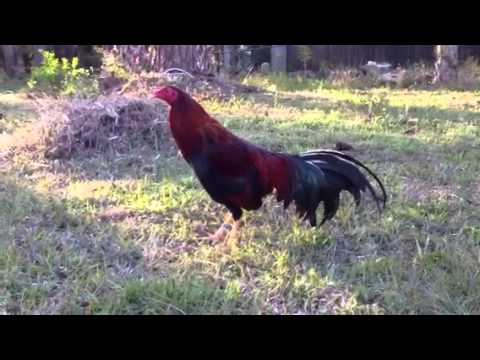 Bobby boles asil cross - Kenneth Carroll. - YouTube