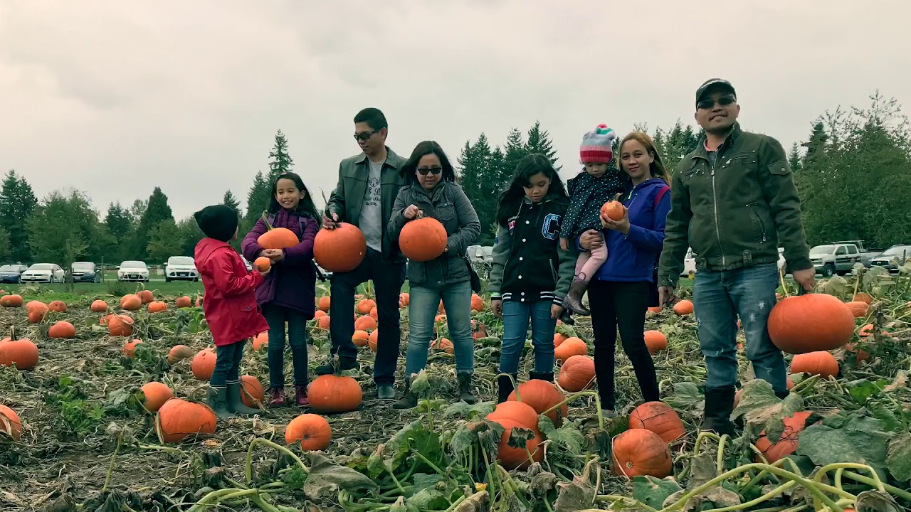 Pumpkin Patch @ Krause Berry Farm - YouTube