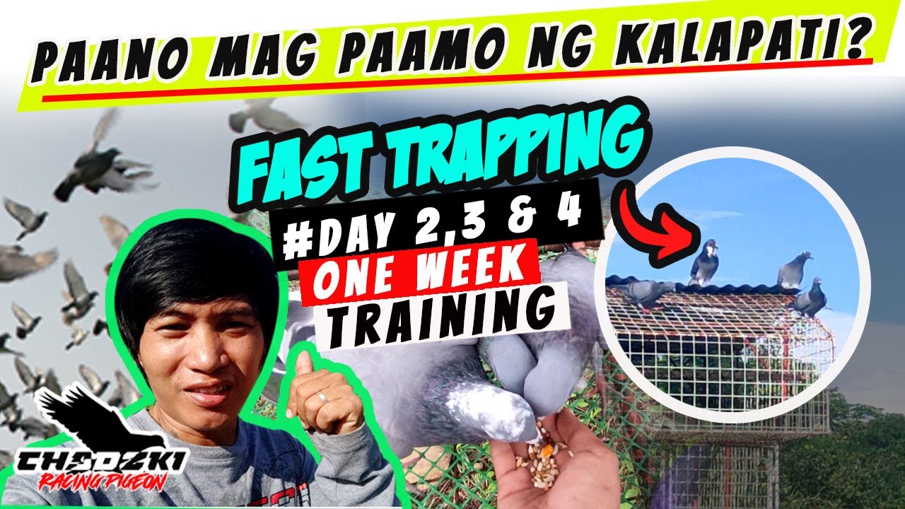 Day 2, 3 & 4 | PAANO MAG PAAMO NG KALAPATI | Pigeon Fast Trapping ...