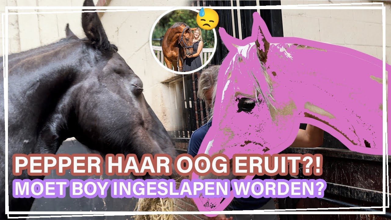 6 nieuwe PAARDEN op STAL & PEPPER is GEOPEREERD! || Paardzoektbaas ...