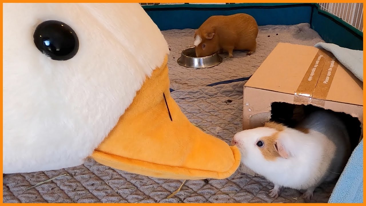 Guinea pigs meet a giant GOOSE! - YouTube