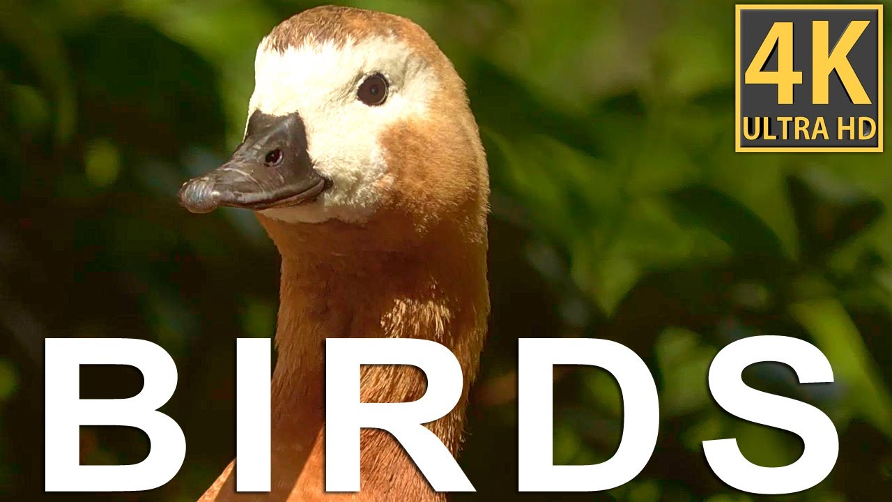 THE WONDERFUL WORLD OF BIRDS: Peacocks, Ducks, Ostriches, Seagulls ...