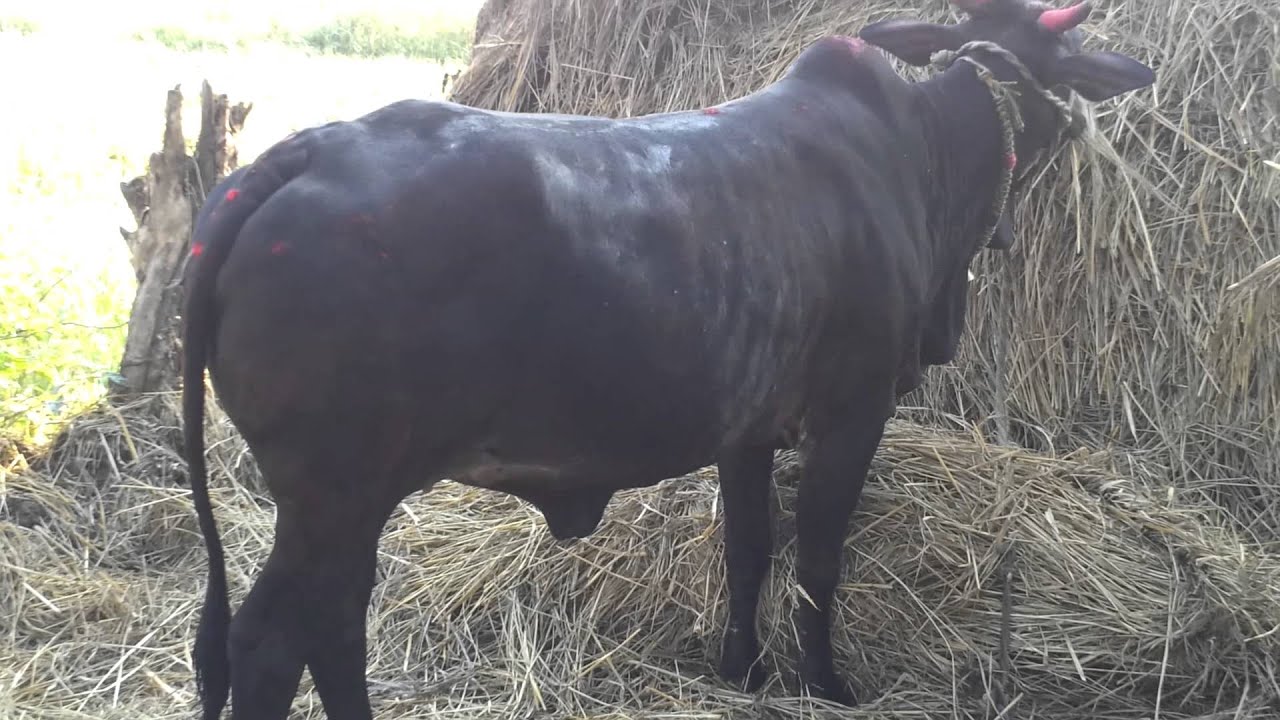Kapila cow - YouTube