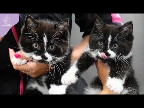 Momma Cat And Her Adorable Kitten Get A Spa Day ❤️