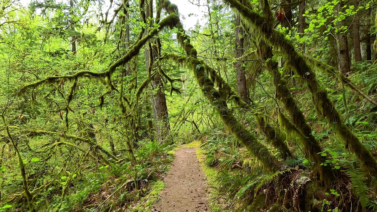 Walking In A Mossy Forest - Trails of the Tri-Cities (British Columbia ...