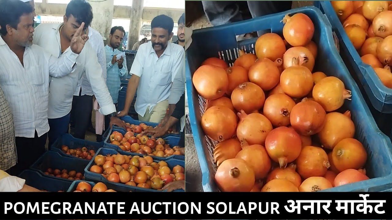 solapur dalimb market today || anar market || dalimb market price today ...