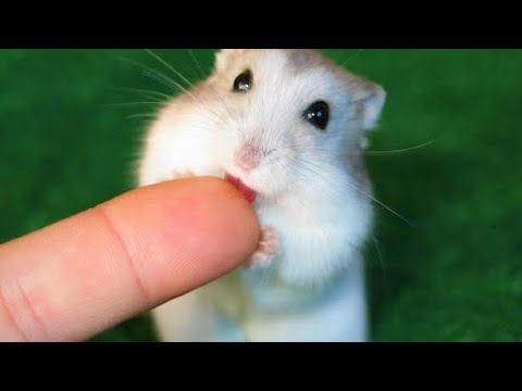 hamster lucu (funny hamster) - YouTube
