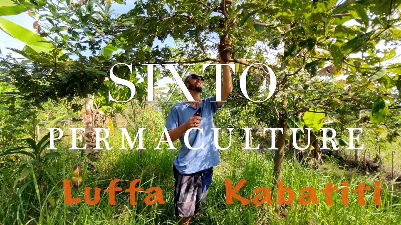 Luffa Kabatiti - YouTube